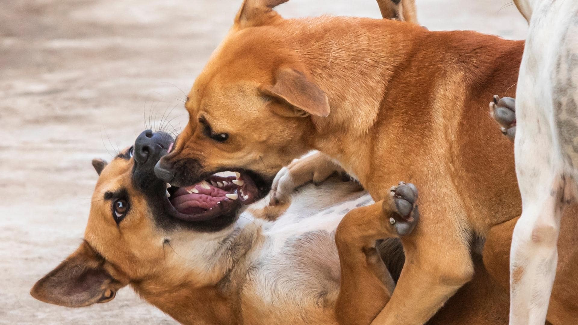 How To Stop Dogs From Fighting In The Same Household