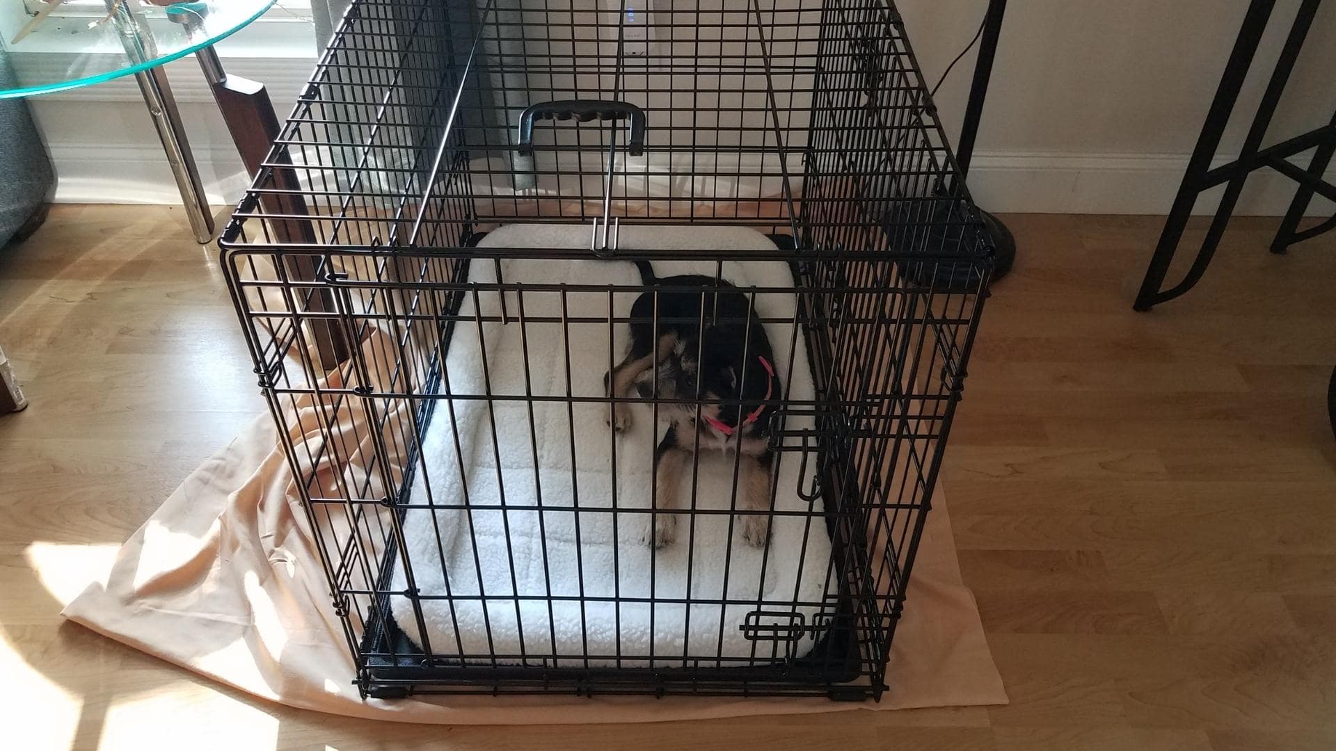 How To Make A Dog Crate Escape Proof | 4 Simple Tricks