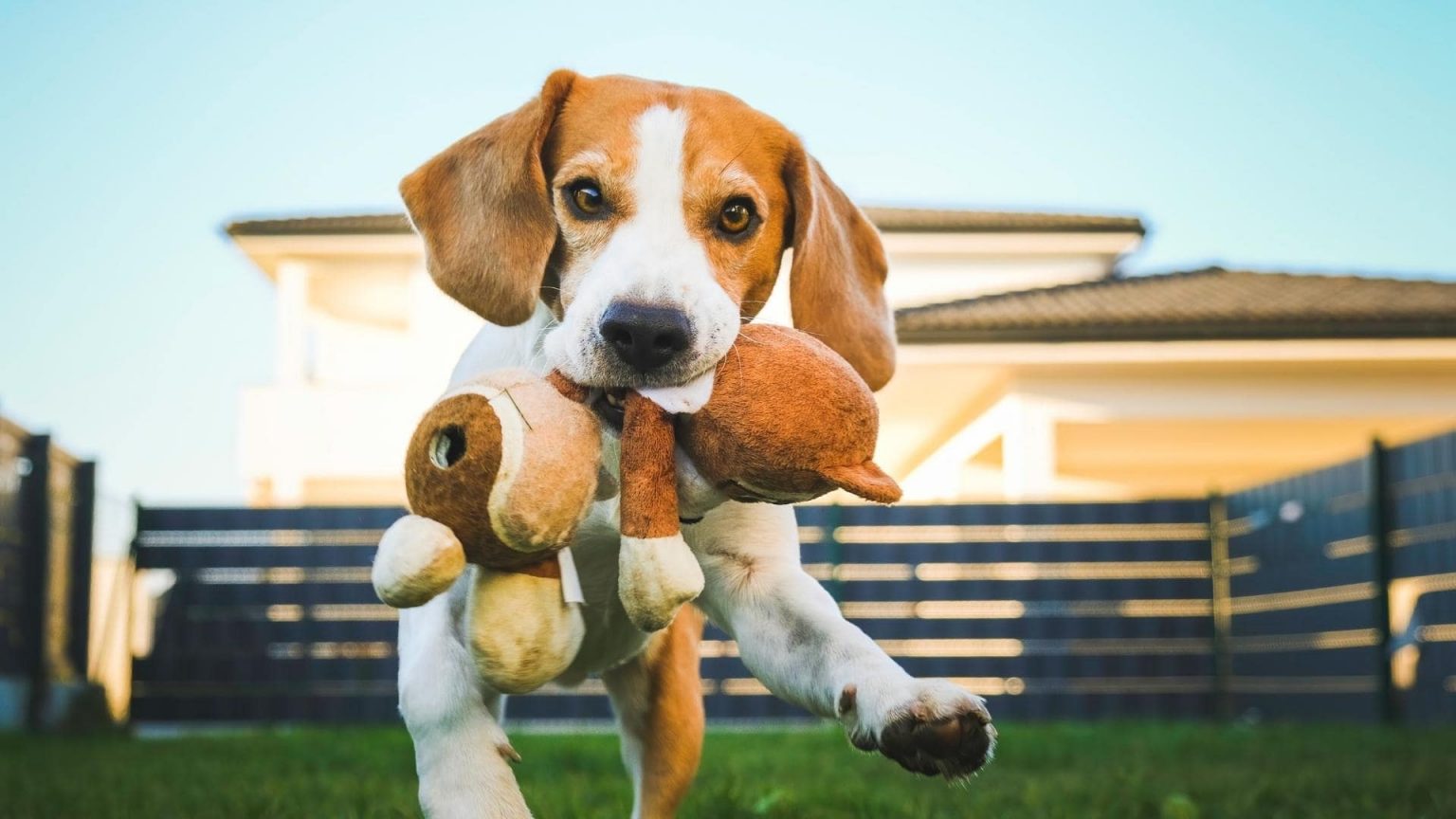Why Do Dogs Bring You Toys? | Pawscessories