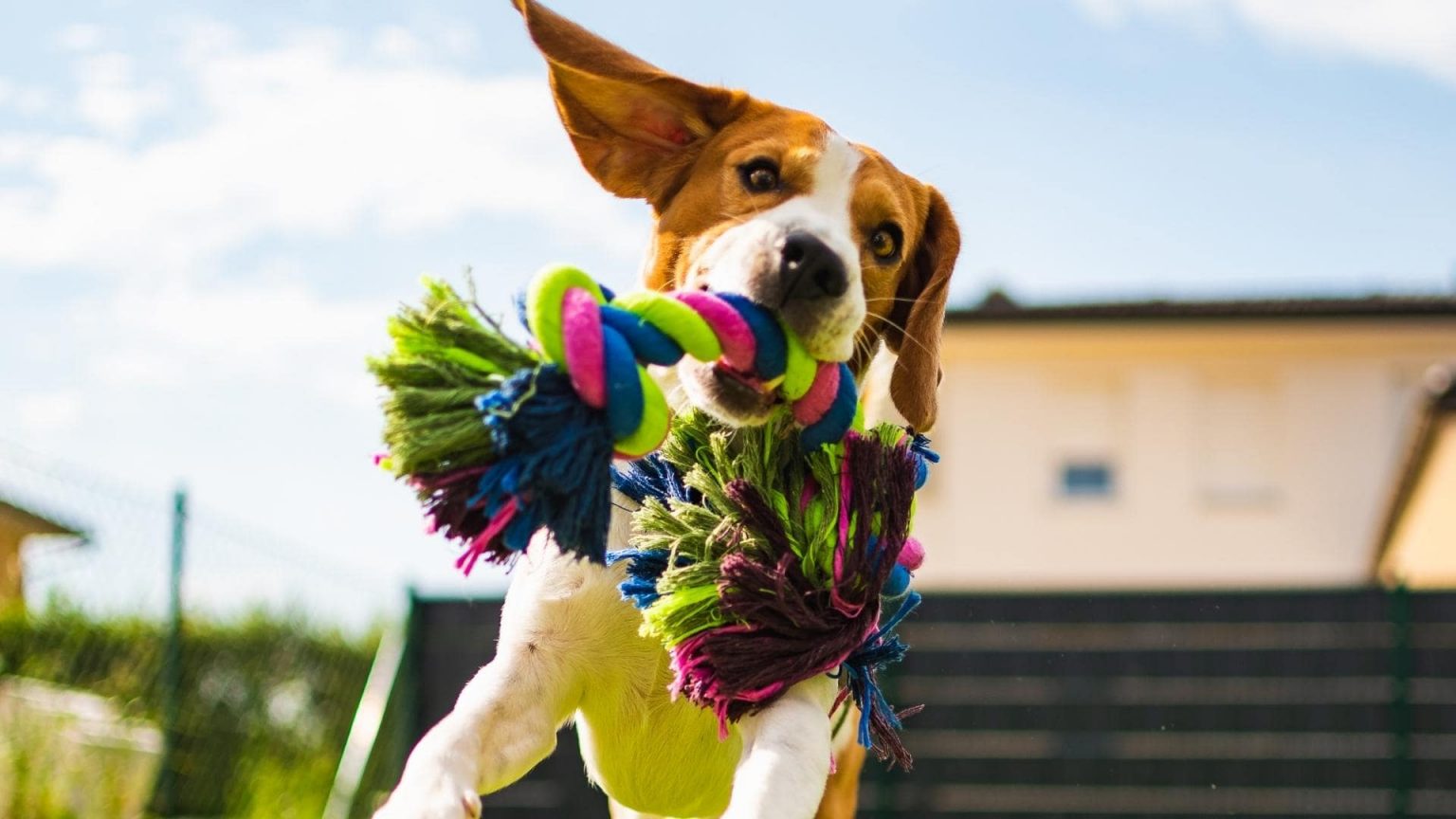 Why Do Dogs Bring you Toys To Greet You? (4 Main Reasons)
