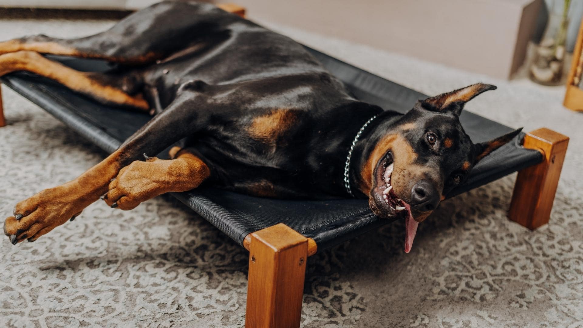 Why Are Dog Beds So Expensive? (Fully Explained!)