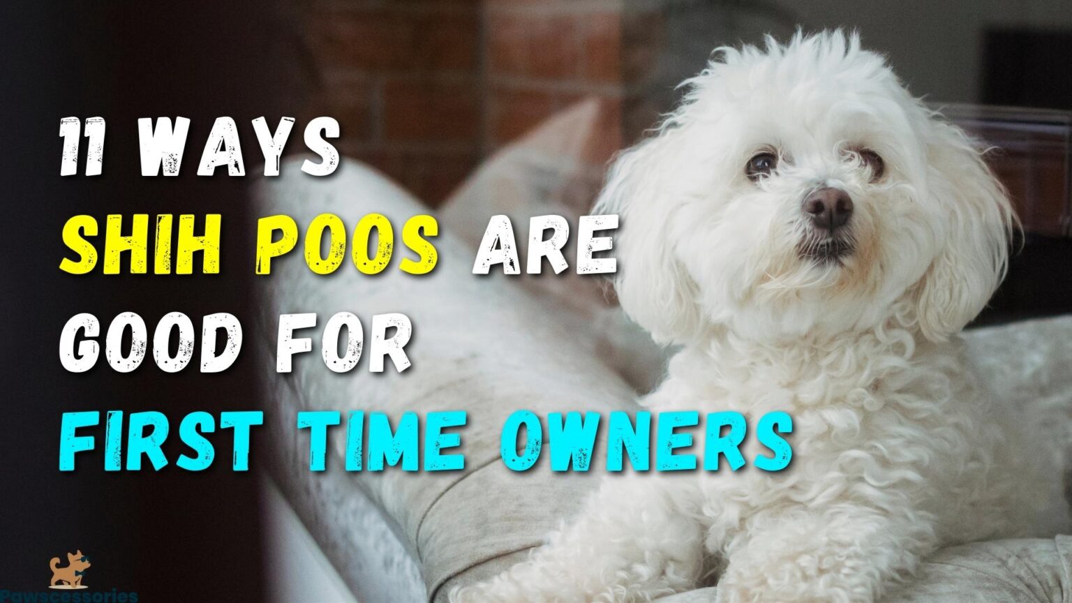 9 Reasons Why Your Shih Poo Is Shedding More + 3 Tips