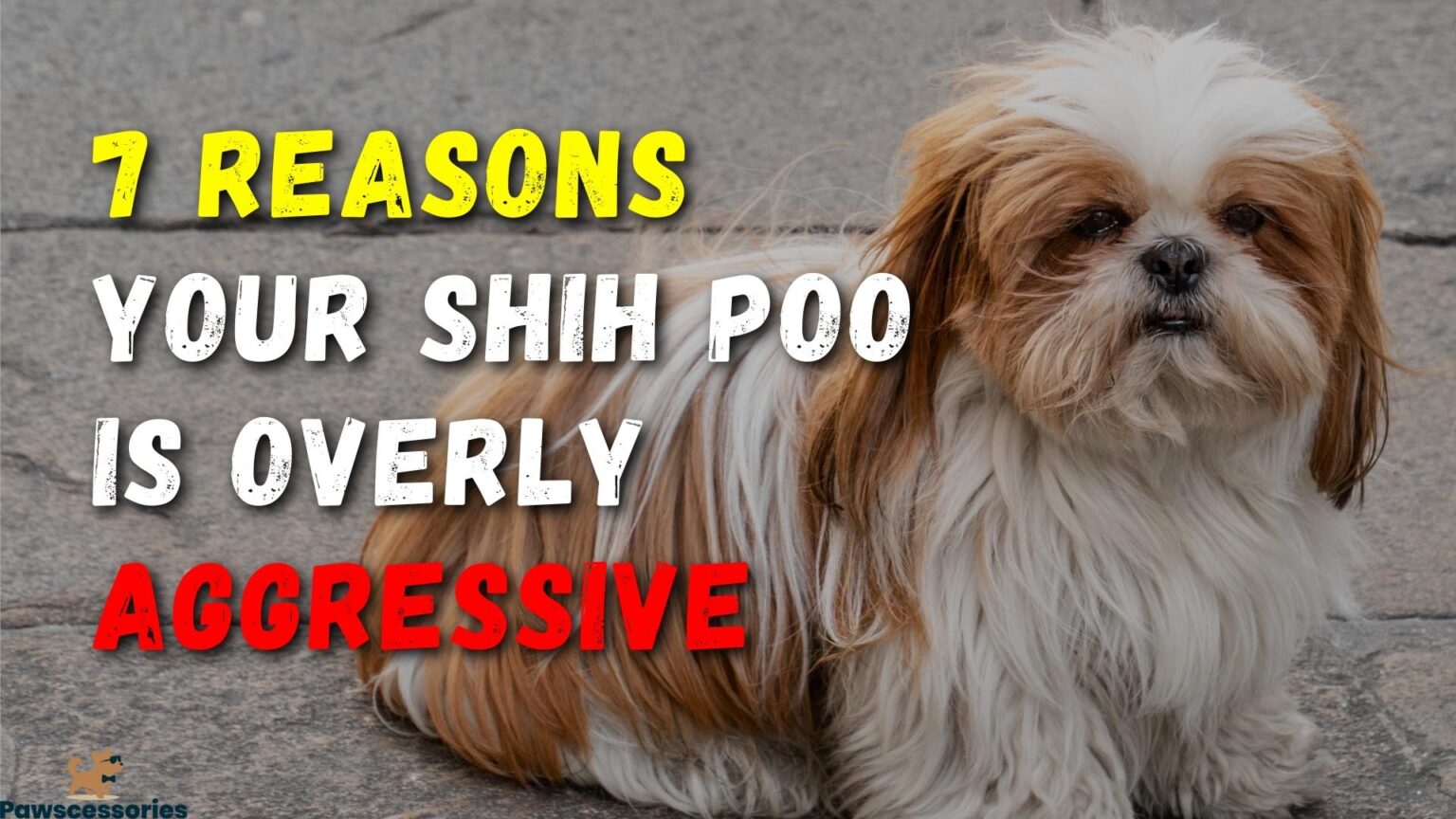 9 Reasons Why Your Shih Poo Is Shedding More + 3 Tips