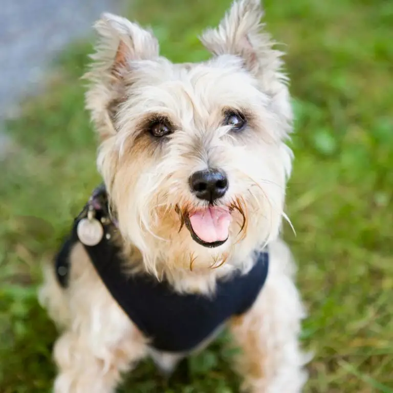 51 Dog Breeds That Don’t Shed (Hypoallergenic Dogs)