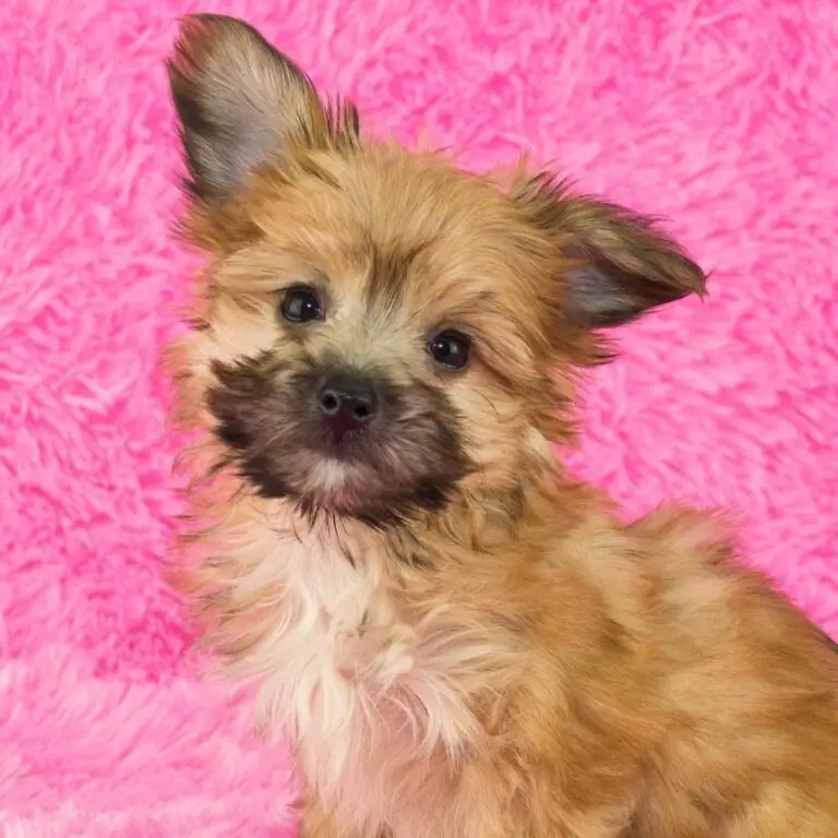 51 Dog Breeds That Don’t Shed (Hypoallergenic Dogs)