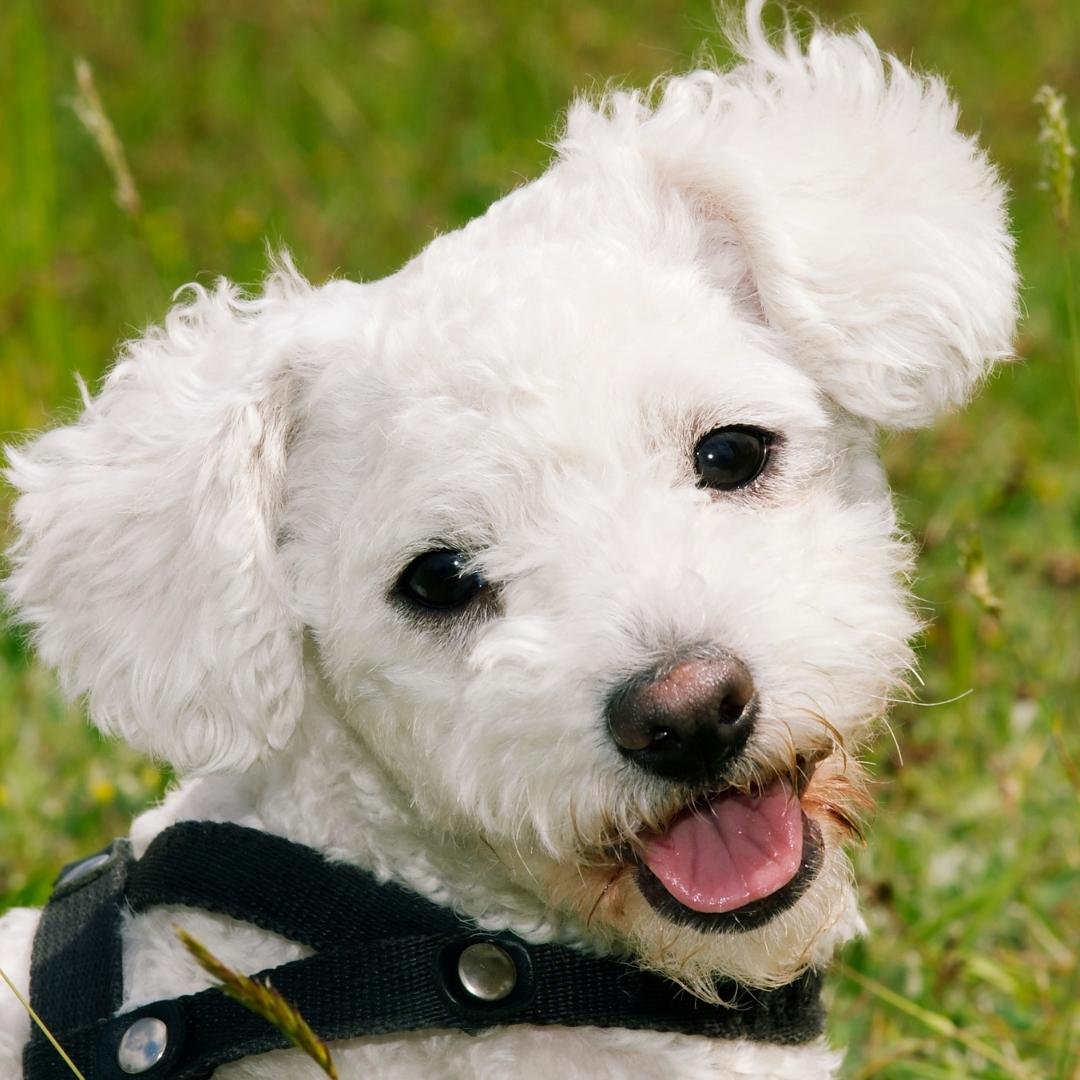 51 Dog Breeds That Don’t Shed (Hypoallergenic Dogs)
