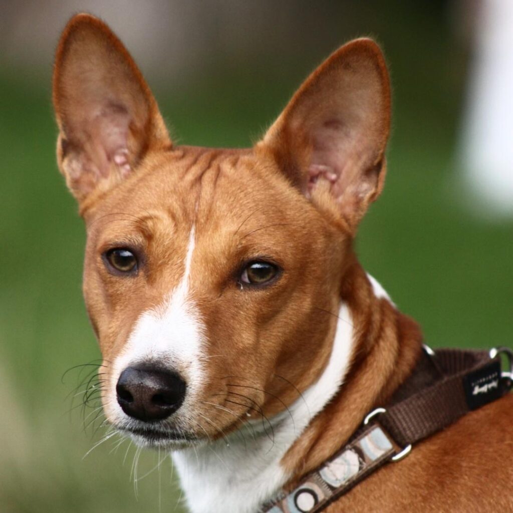 51 Dog Breeds That Don’t Shed (Hypoallergenic Dogs)