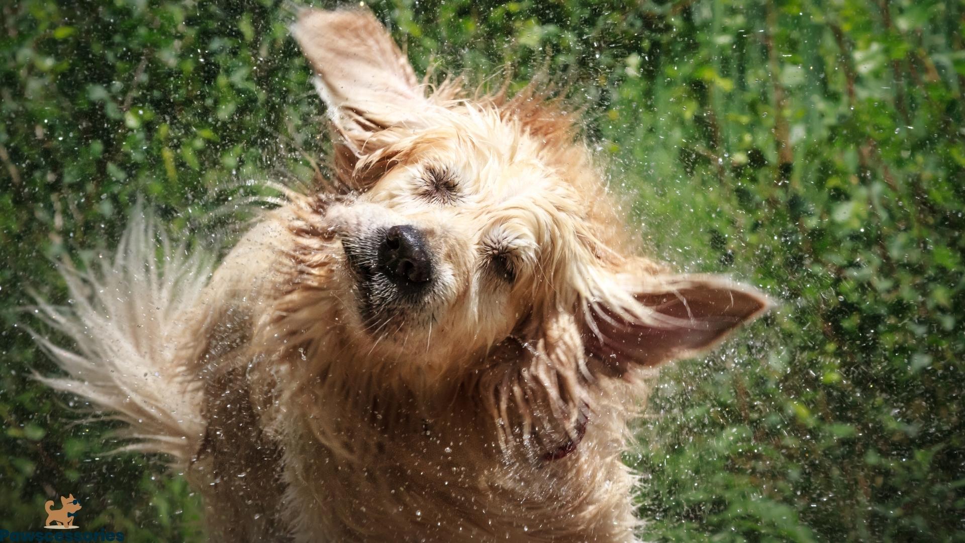 104 Funny & Cute Dog Quotes And Sayings (#14 Is 🤣)