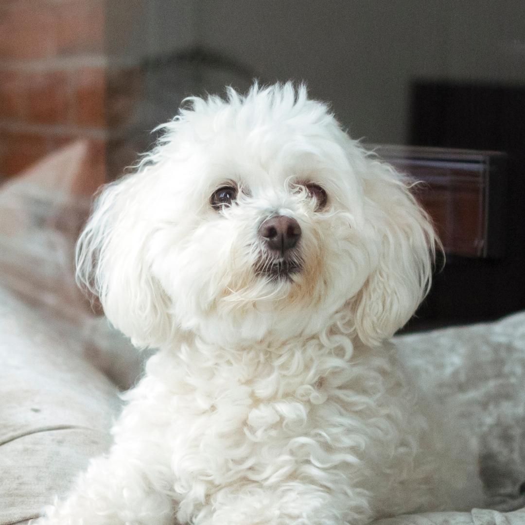 51 Dog Breeds That Don’t Shed (Hypoallergenic Dogs)