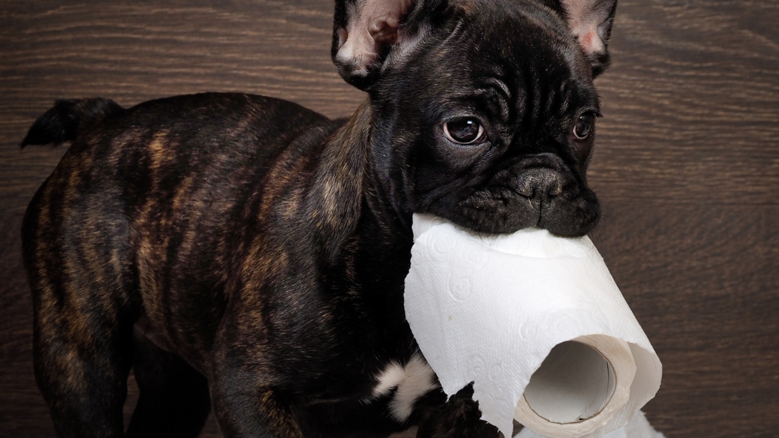 9 Reasons Dogs Follow You To The Bathroom