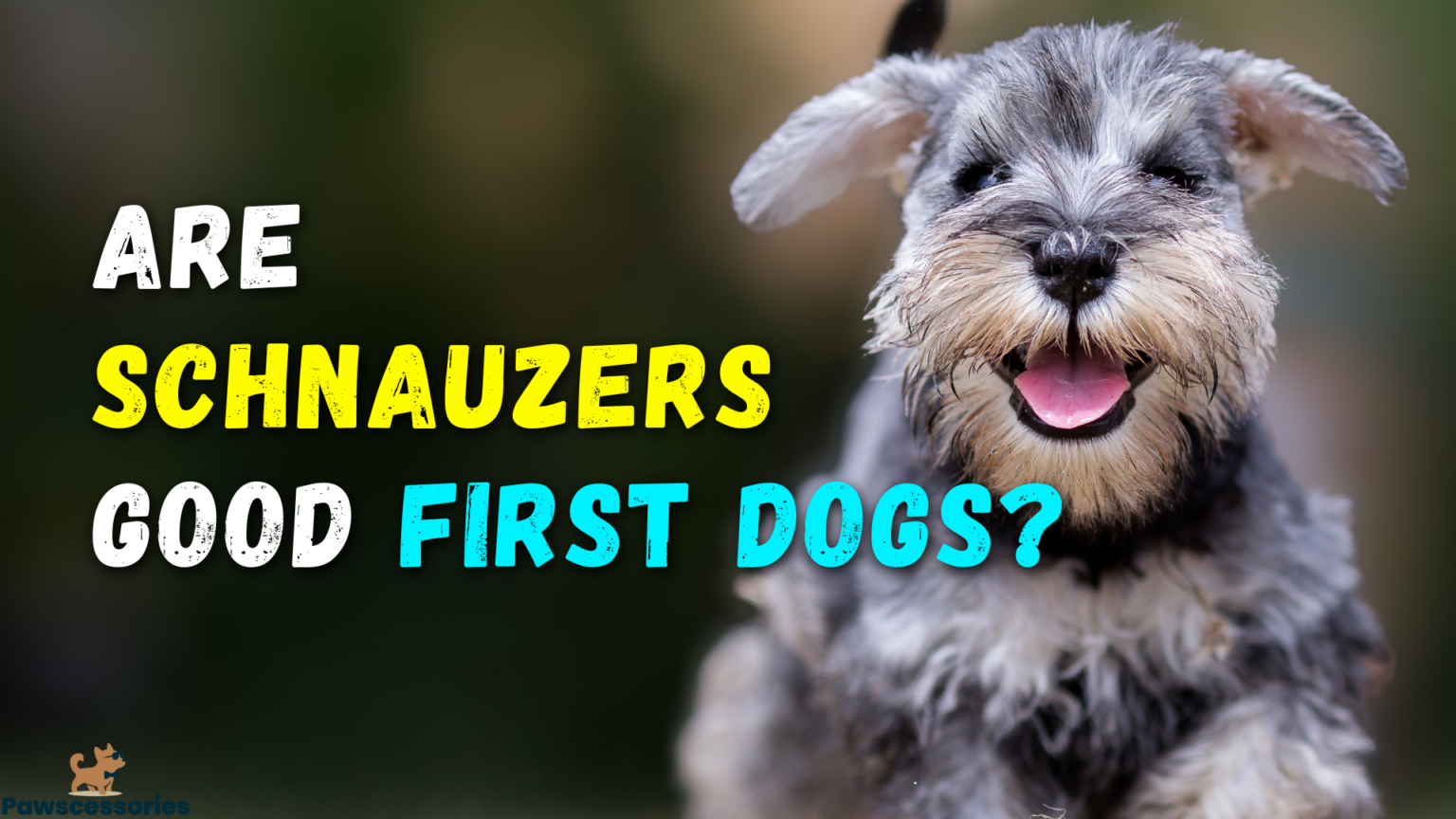 Are Schnauzers Good First Dogs? 13 Things You Should Know