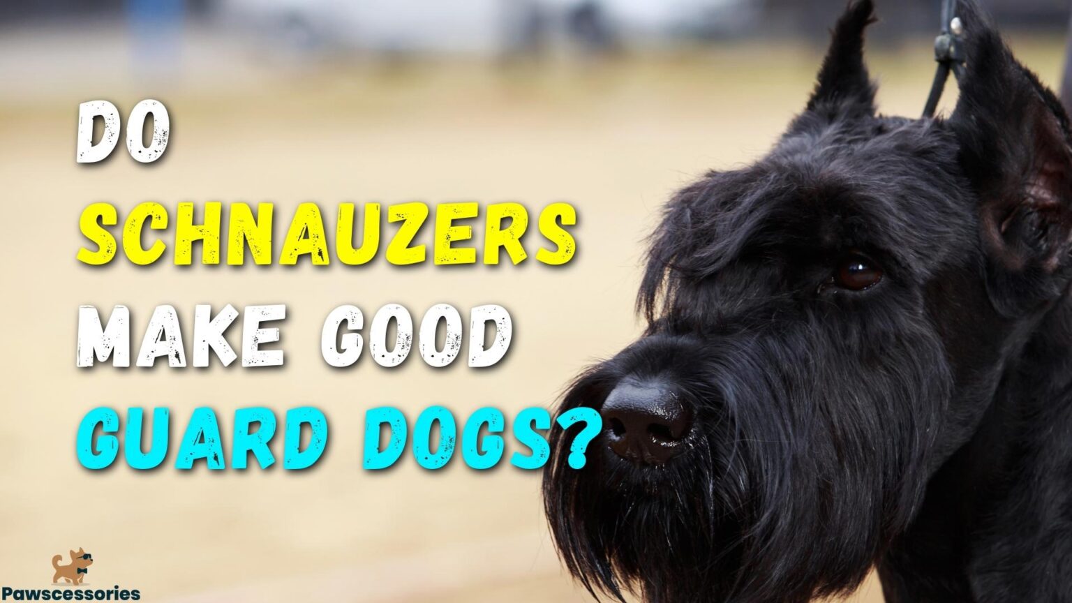 Do Schnauzers Make Good Guard Dogs? What To Expect