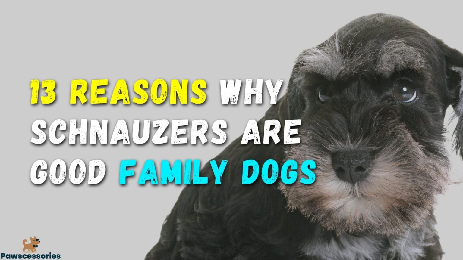 13 Reasons Why Schnauzers Are Good Family Dogs + Tips