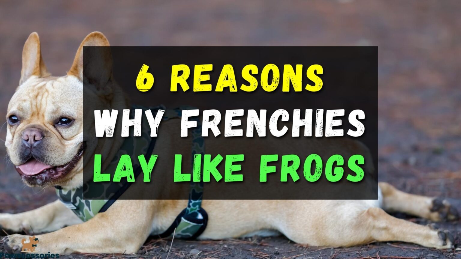 6 Reasons Why Frenchies Lay Like Frogs (Sploot) + Dangers