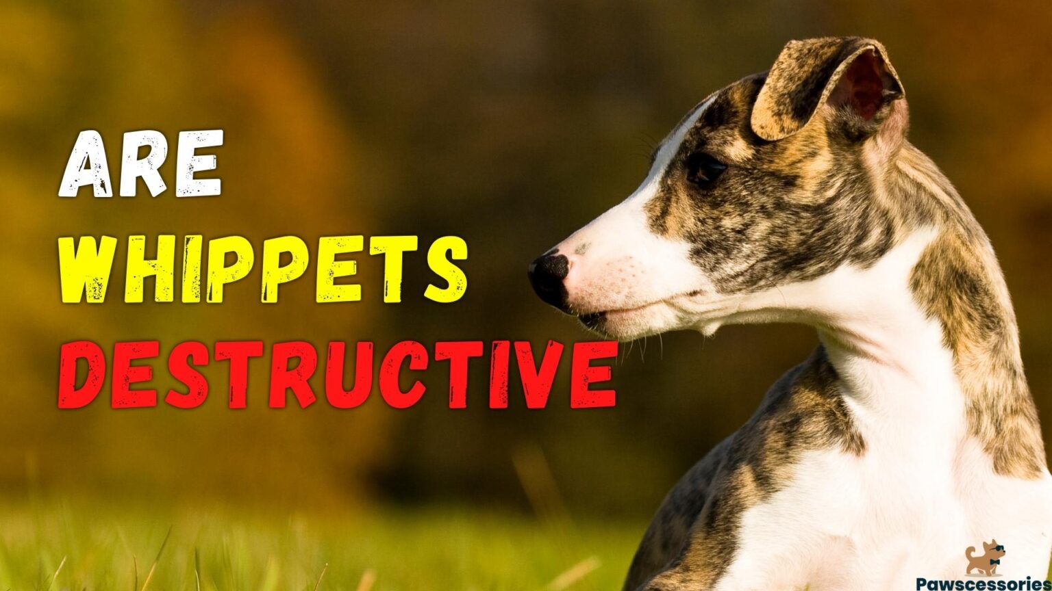 7 Reasons Whippets Destroy Everything + 7 Helpful Tips