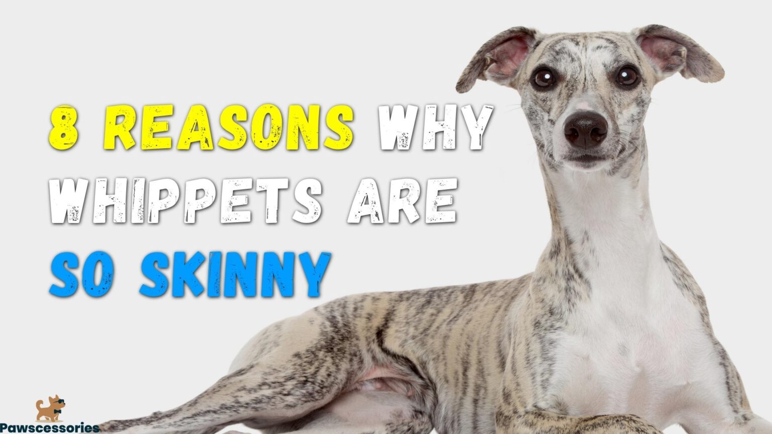 8 Real Reasons Why Whippets Howl + 4 Tips To Reduce It