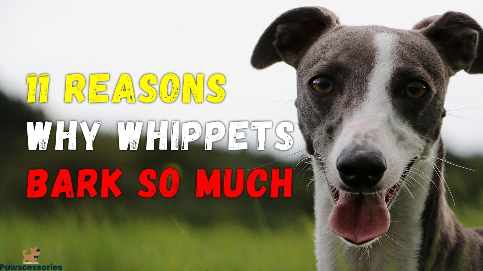 11 Reasons Why Whippets Bark So Much + 7 Tips To Stop It