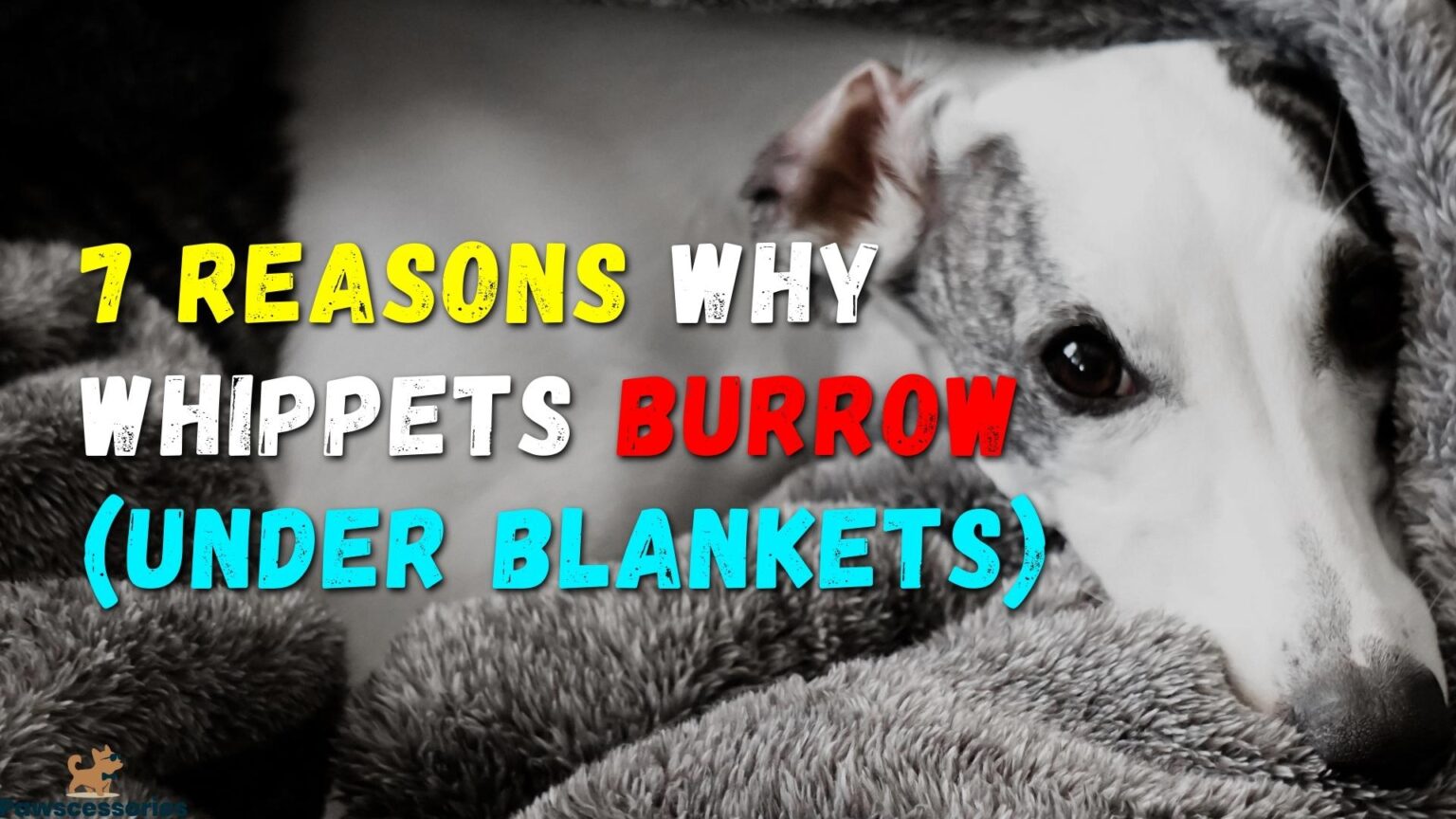 8 Real Reasons Why Whippets Howl + 4 Tips To Reduce It