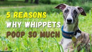 8 Real Reasons Why Whippets Howl + 4 Tips To Reduce It