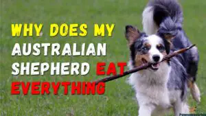 7 Reasons Australian Shepherds Eat Everything + 4 Tips