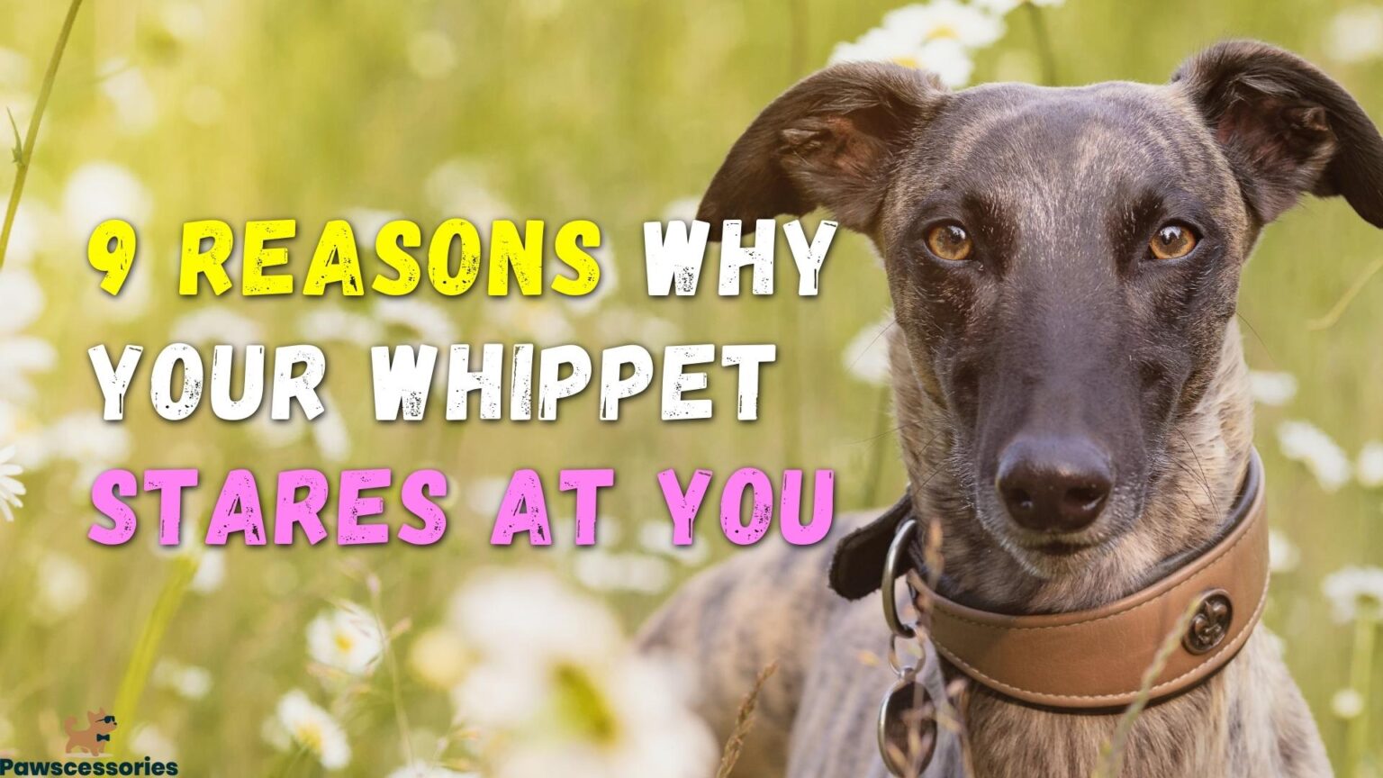 9 Eye Opening Reasons Why Your Whippet Stares At You