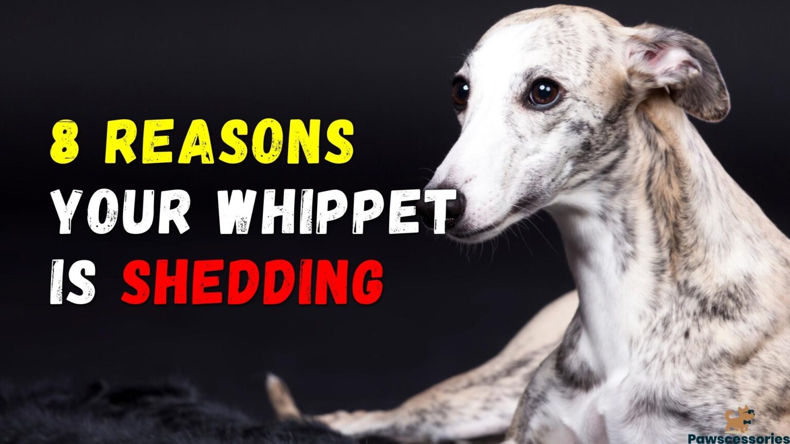 8 Reasons Why Your Whippet Is Shedding So Much + 4 Tips