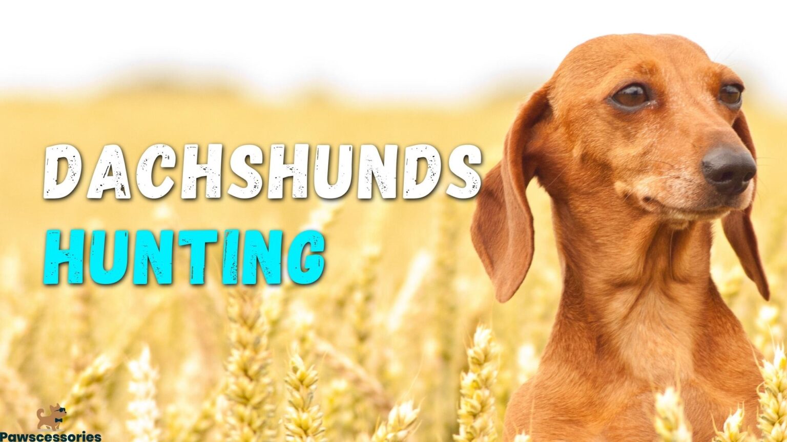 Dachshunds Hunting: Are They Still Used & Are They Good?