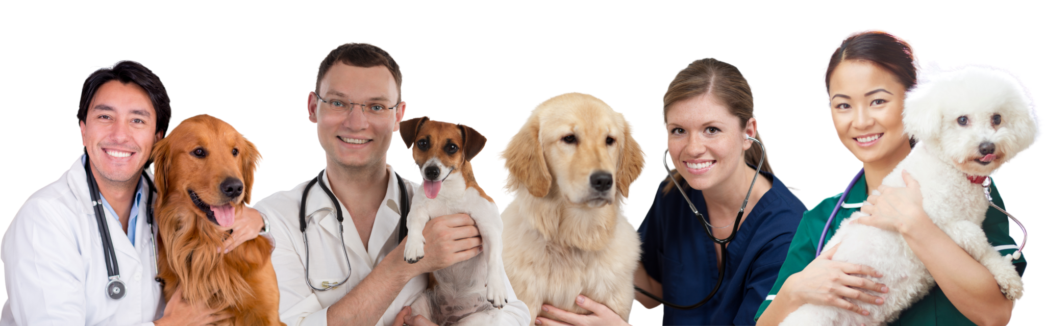 Ask A Vet - Pawscessories