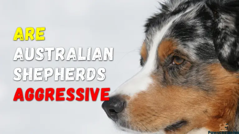 9 Reasons Australian Shepherds Are Aggressive + What To Do