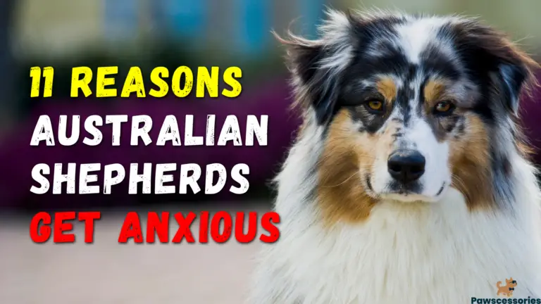 Australian Shepherd Anxiety: Symptoms, Causes & Solutions