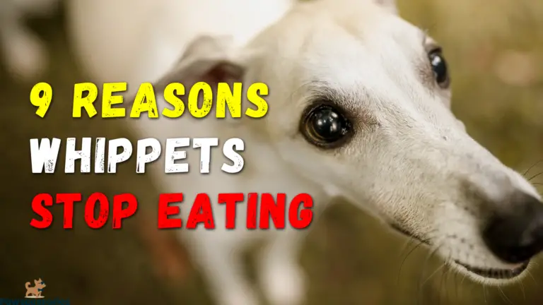 9 Weird Reasons Whippets Stop Eating + 6 Helpful Tips