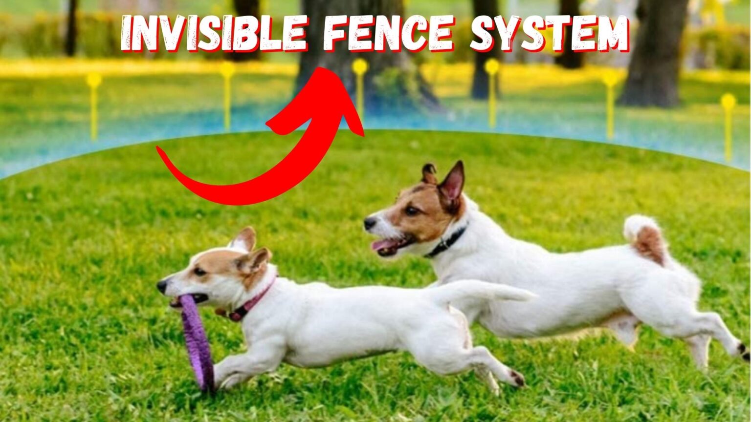 7 Best Invisible Dog Fences In 2022 (Wireless, Electric & More)