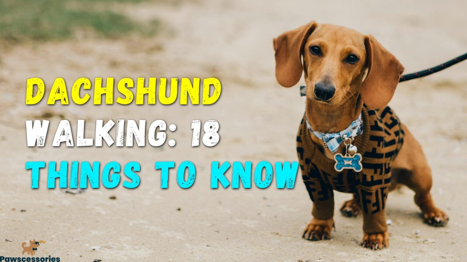 Ultimate Dachshund Walking Guide: 18 Things To Know
