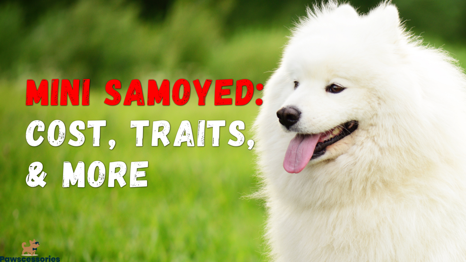 Mini Samoyed: Cost, Breed Traits, How To Get One, & More