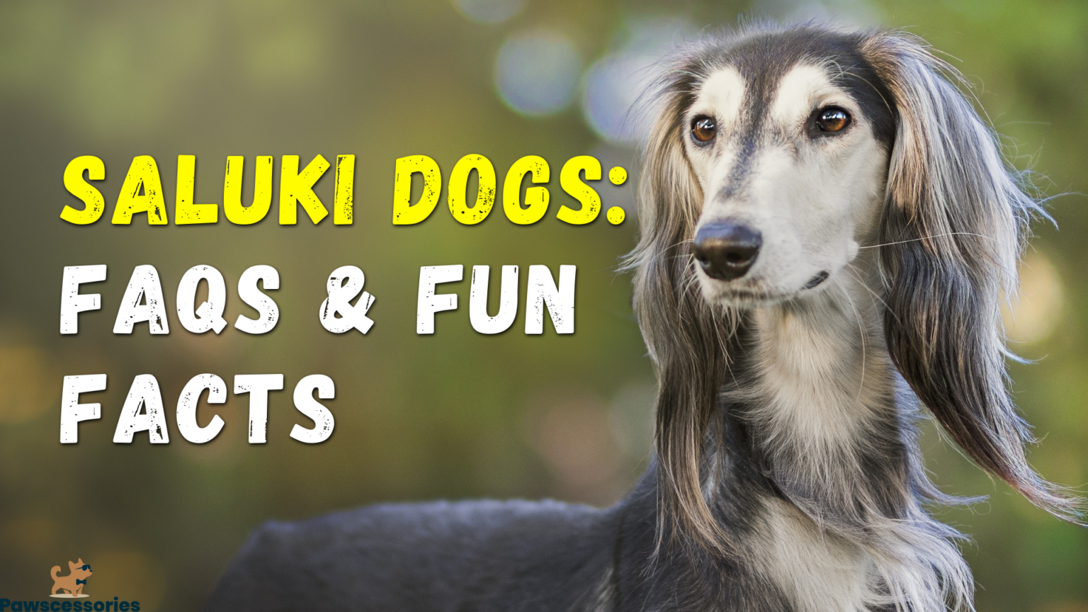 Saluki Dogs: Frequently Asked Questions and Fun Facts