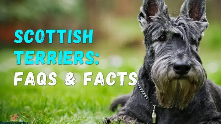 Scottish Terriers: Frequently Asked Questions & Fun Facts
