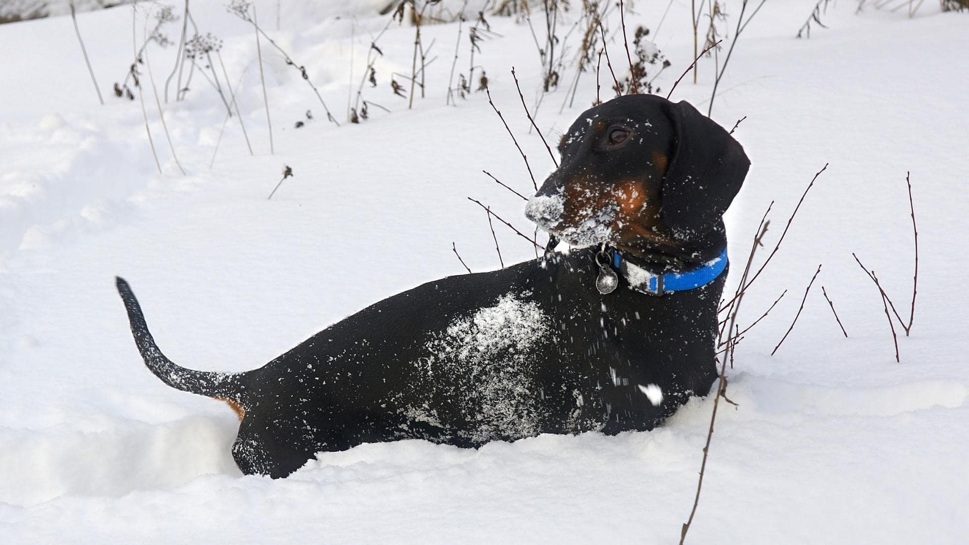 Ultimate Dachshund Walking Guide: 18 Things To Know