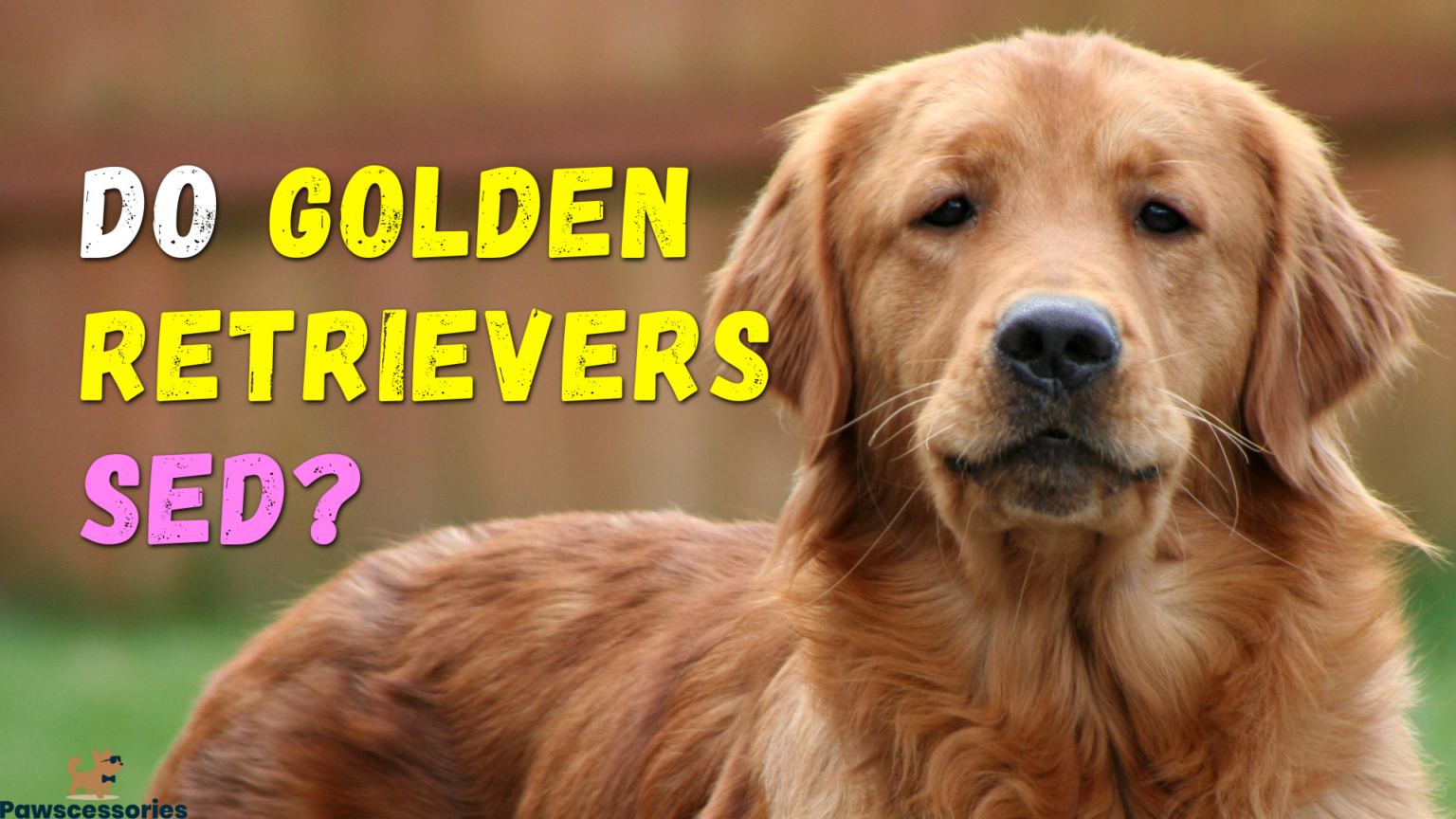 The Short Haired Golden Retriever (Fully Explained!)