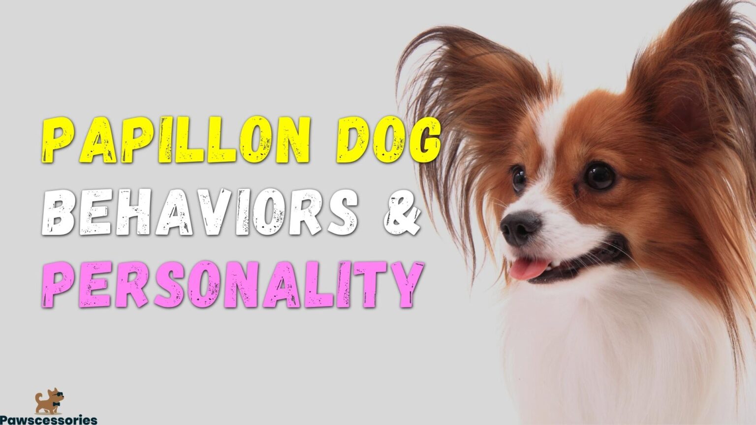 Papillons Behaviors, Personality & Unique Traits