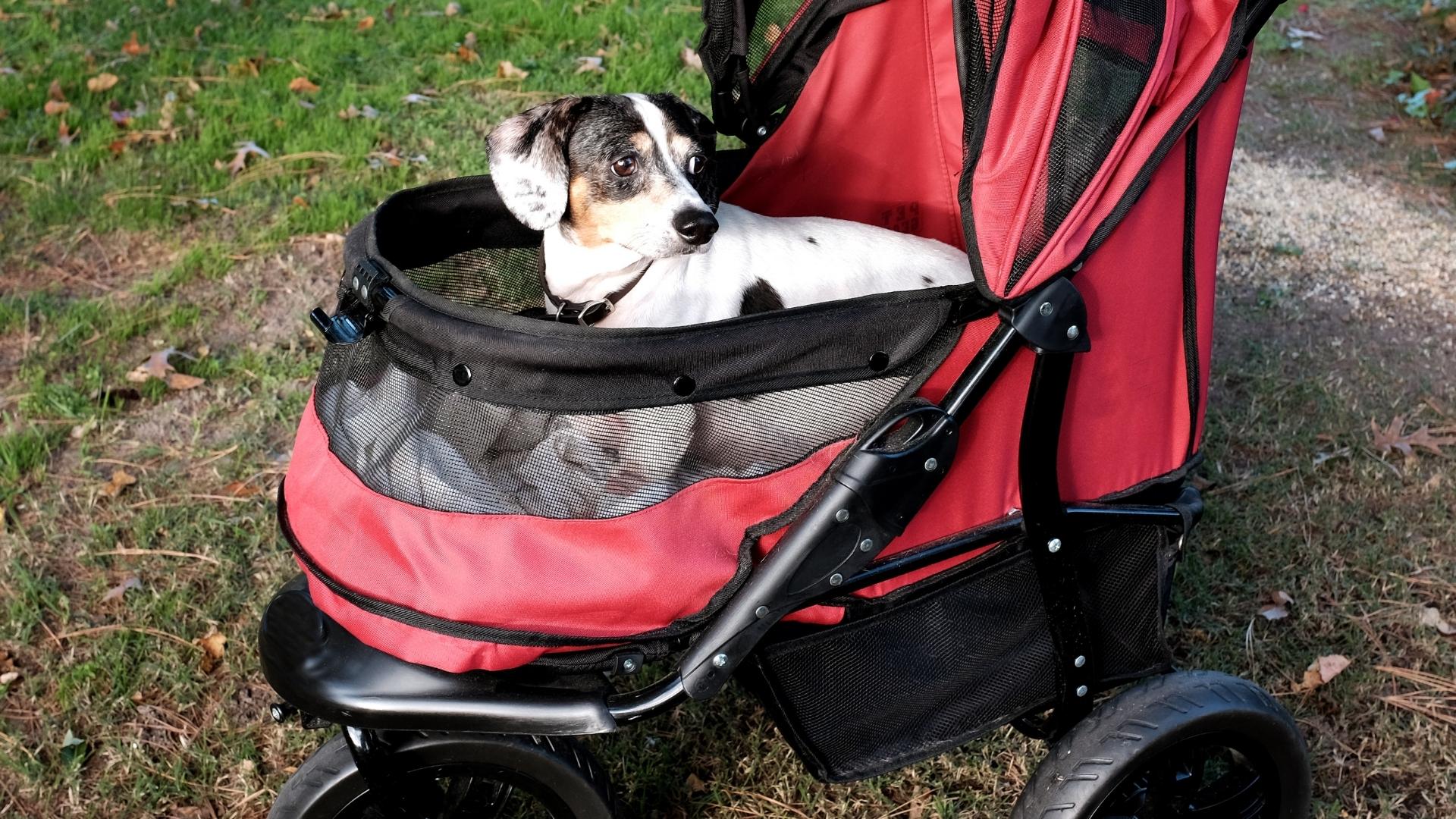 9 Best Dog Stroller Picks in 2022: Stylish Canine Carriers