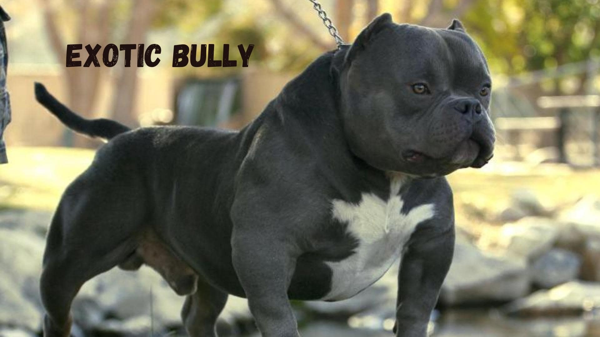 Exotic Bully Dog: Everything You Need To Know About Exotics
