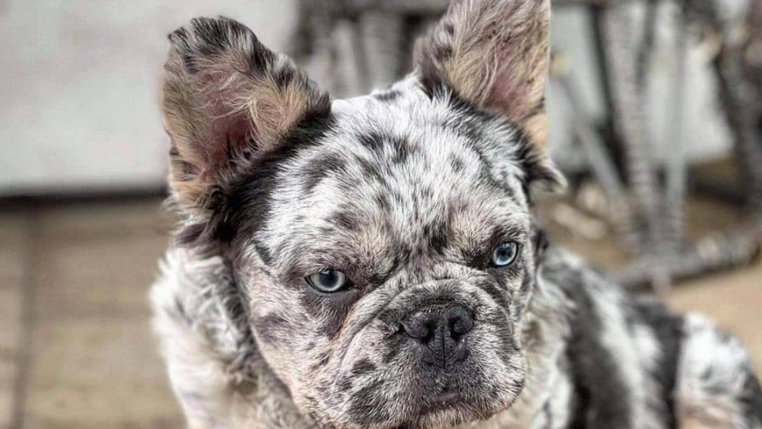 Merle French Bulldog: Everything You Need To Know