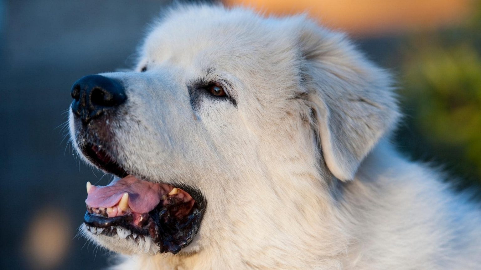 Great Pyrenees Behavior Problems & How To Handle Them