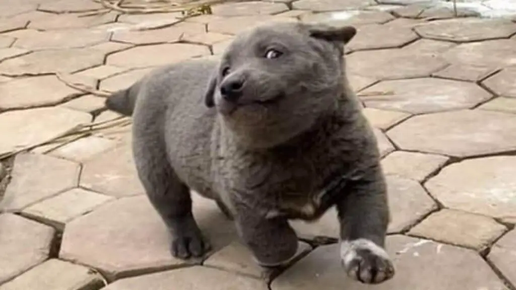 Hmong Dog (The Little Cat-Dog Hybrid) - All You Need To Know