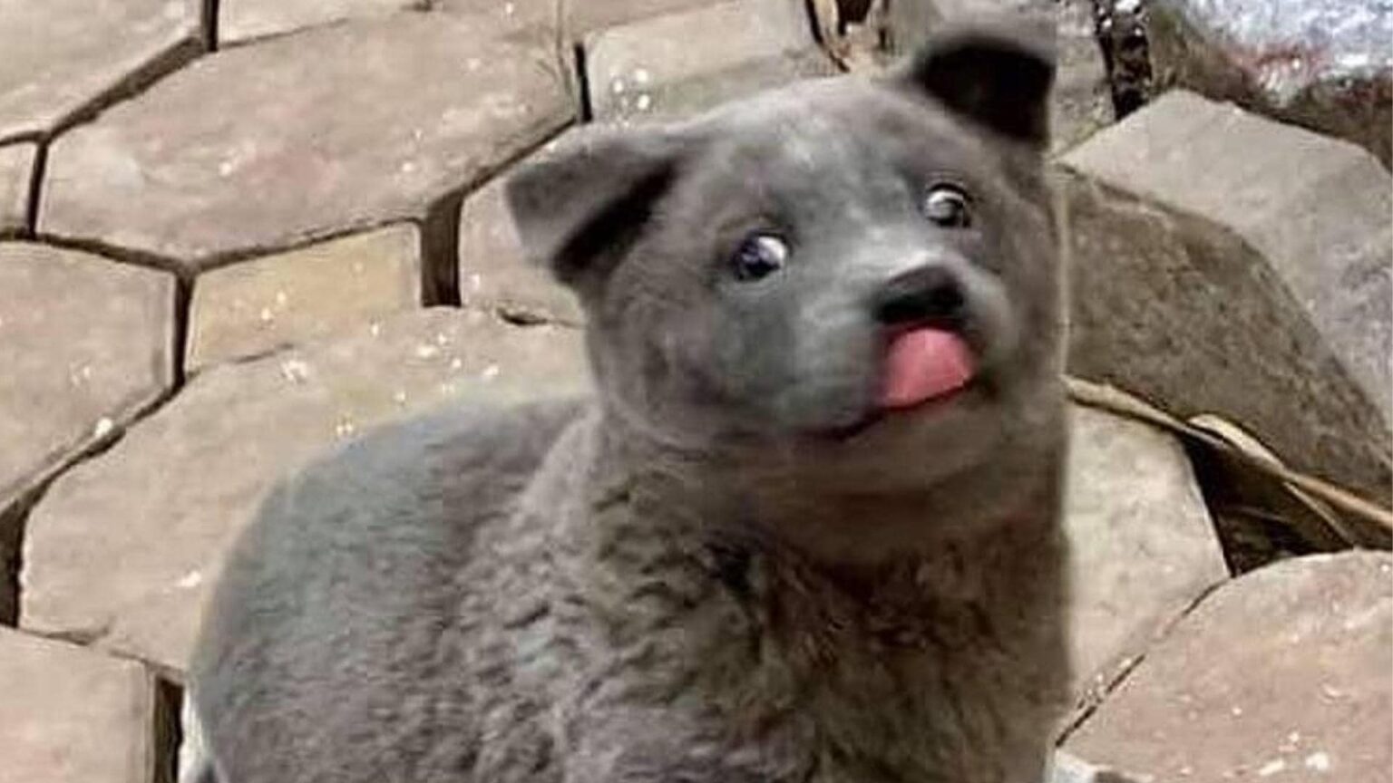 Hmong Dog (The Little Cat-Dog Hybrid) - All You Need To Know