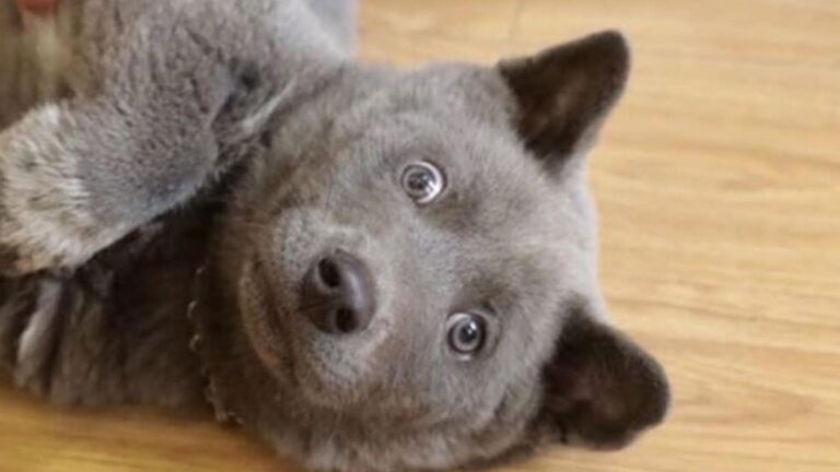 Hmong Dog (The Little Cat-Dog Hybrid) - All You Need To Know