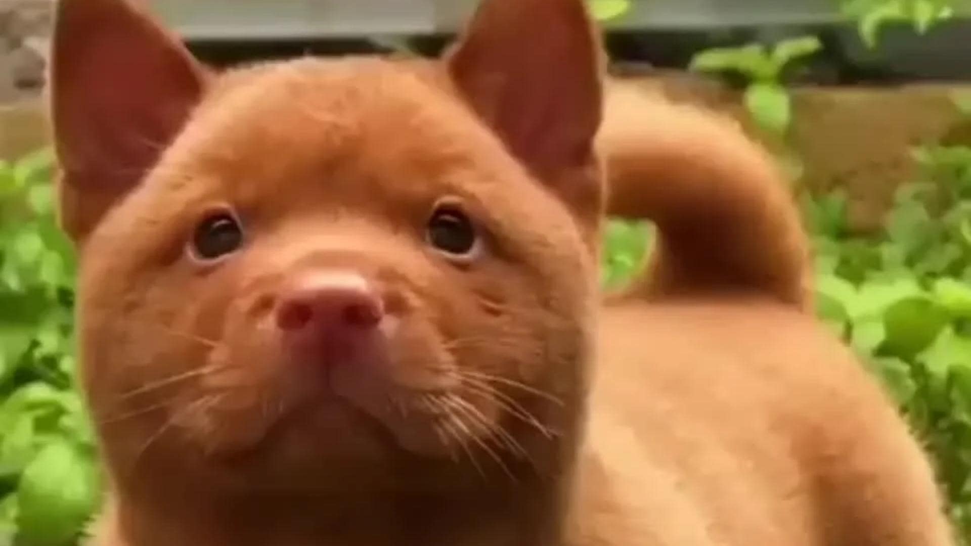 Hmong Dog (The Little Cat-Dog Hybrid) - All You Need To Know