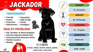 Jack Russell Lab Mix (Jackador): All You Need To Know