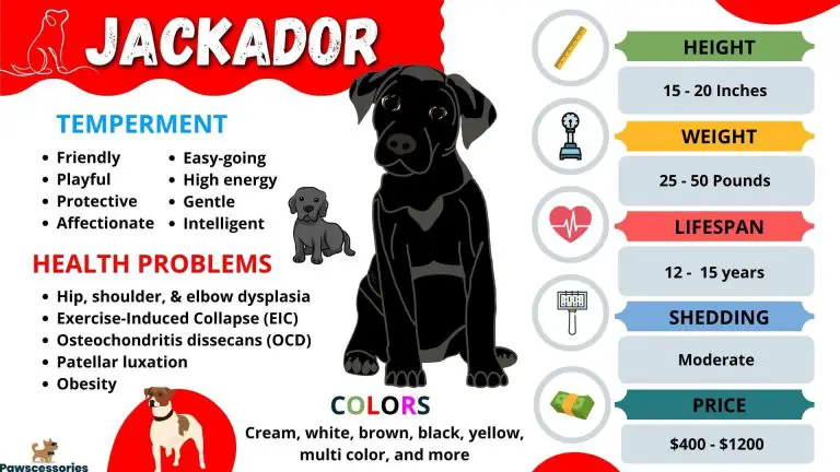 Jack Russell Lab Mix (Jackador): All You Need To Know