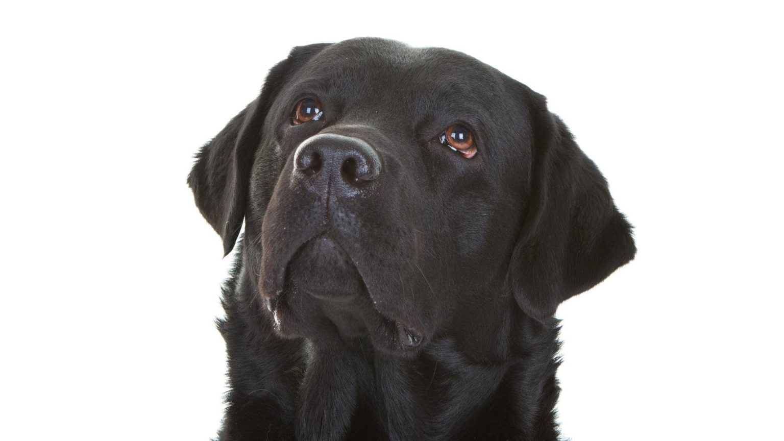 Jack Russell Lab Mix (Jackador): All You Need To Know